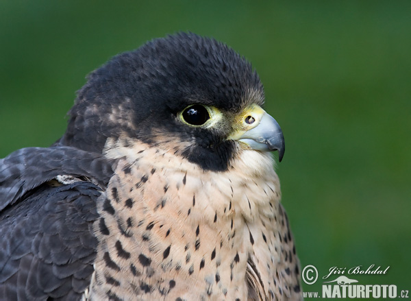 Peregrine Photos, Peregrine Images, Nature Wildlife Pictures | NaturePhoto