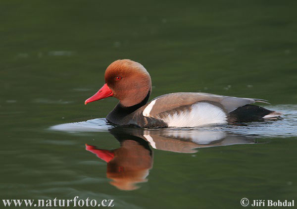 Punapäänarsku Valokuvat, Kuvat