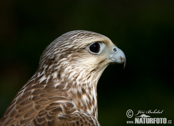 Saker Photos, Saker Images, Nature Wildlife Pictures | NaturePhoto
