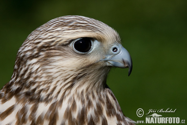 Stepski soko Фотографије, Слике