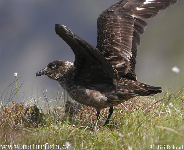 Stercorarius skua Pictures, Great Skua Images, Nature Wildlife Photos ...