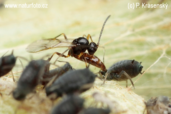 Aphidius ervi Pictures, Aphidius ervi Images, Nature Wildlife Photos ...