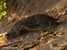 Large red Slug Photos, Large red Slug Images, Nature Wildlife Pictures ...