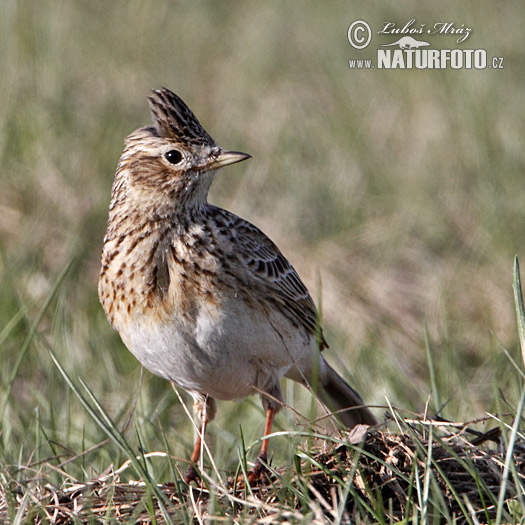 Alauda arvensis Pictures, Skylark Images, Nature Wildlife Photos ...