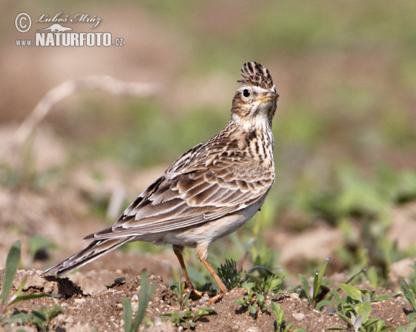 Alauda arvensis Pictures, Skylark Images, Nature Wildlife Photos ...