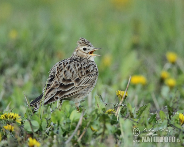 Alondra común Fotos, Fotografía