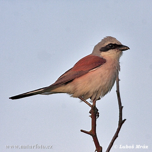Averla piccola Foto, immagini