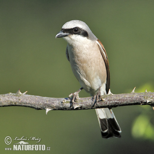 Averla piccola Foto, immagini