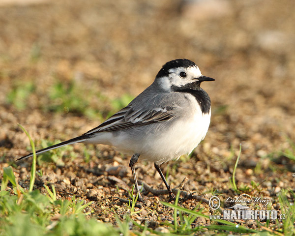 Baltā cielava Fotogrāfijas, Bildes