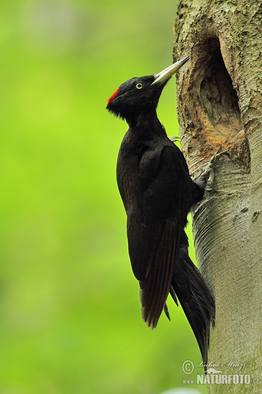 Black Woodpecker Photos, Black Woodpecker Images, Nature Wildlife ...