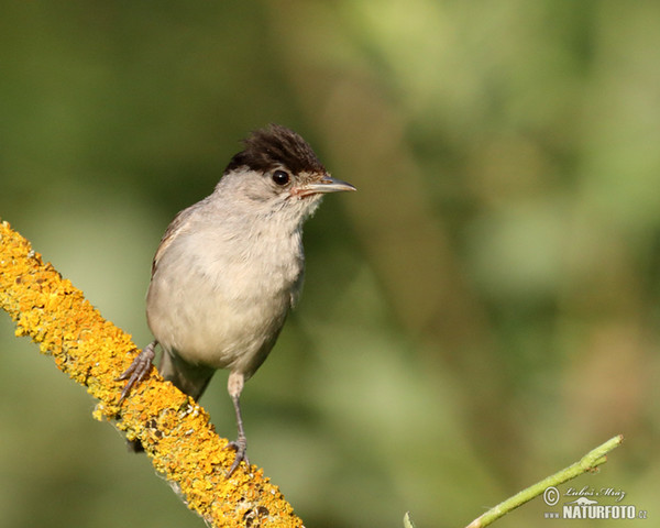 Capinera Foto, immagini