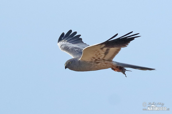 Circus pygargus Pictures, Montagu's Harrier Images, Nature Wildlife ...