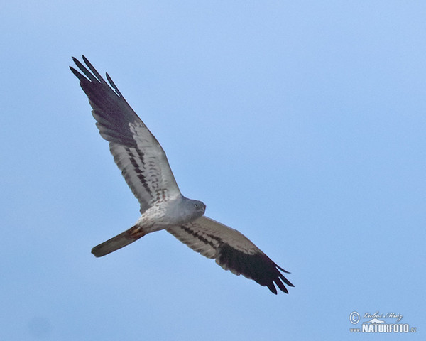 Circus pygargus Pictures, Montagu's Harrier Images, Nature Wildlife ...