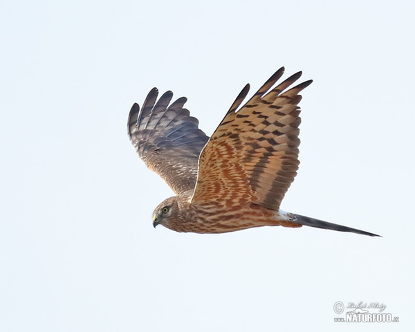 Circus pygargus Pictures, Montagu's Harrier Images, Nature Wildlife ...