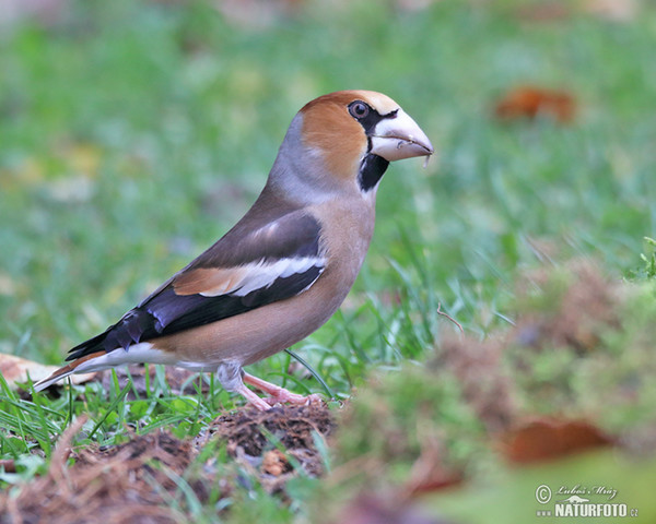 Coccothraustes coccothraustes Pictures, Hawfinch Images, Nature ...