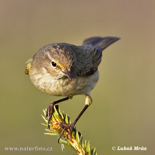 Common Chiffchaff Photos, Common Chiffchaff Images, Nature Wildlife ...