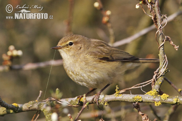 Common Chiffchaff Photos, Common Chiffchaff Images, Nature Wildlife ...