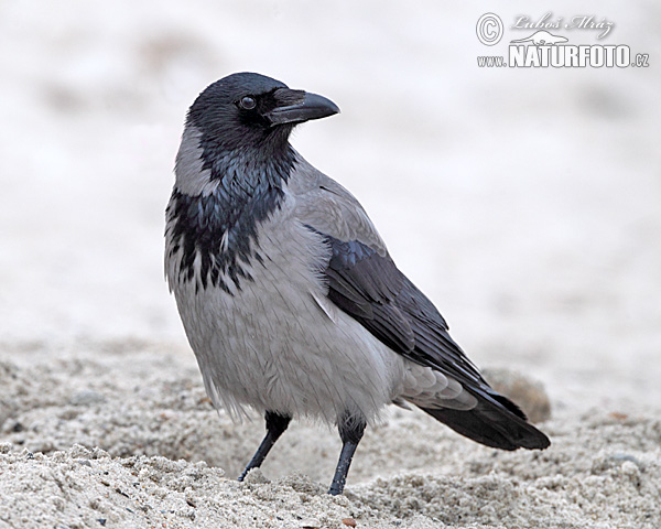 Corvus corone cornix Pictures, Hooded Crow Images, Nature Wildlife ...