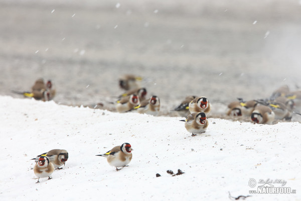Dagilis Nuotraukos, Paveikslėliai