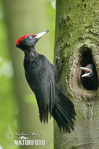 Dryocopus martius Pictures, Black Woodpecker Images, Nature Wildlife ...