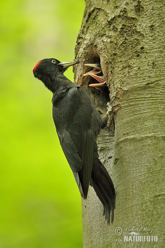 Dryocopus martius Pictures, Black Woodpecker Images, Nature Wildlife ...