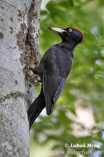 Dryocopus martius Pictures, Black Woodpecker Images, Nature Wildlife ...