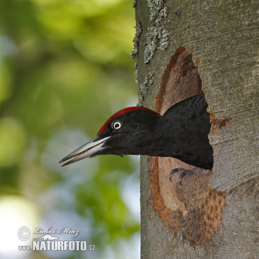 Dryocopus martius Pictures, Black Woodpecker Images, Nature Wildlife ...