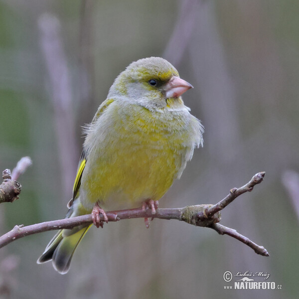 Greenfinch Photos, Greenfinch Images, Nature Wildlife Pictures ...