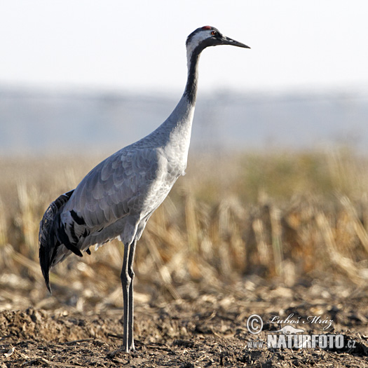 Grus grus Pictures, Crane Images, Nature Wildlife Photos | NaturePhoto