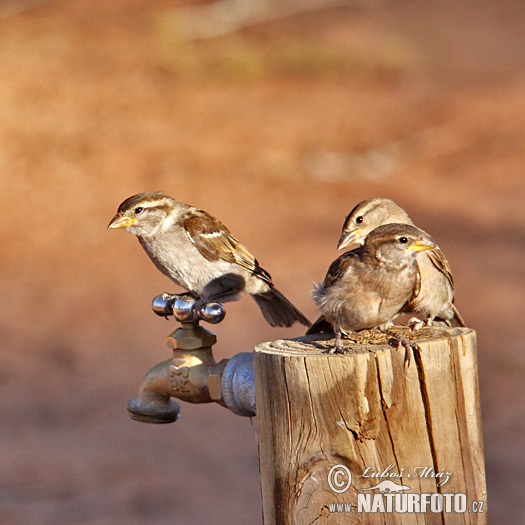 House Sparrow Photos, House Sparrow Images, Nature Wildlife Pictures ...