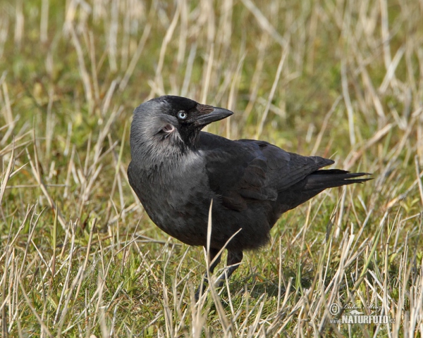 Jackdaw Photos, Jackdaw Images, Nature Wildlife Pictures | NaturePhoto