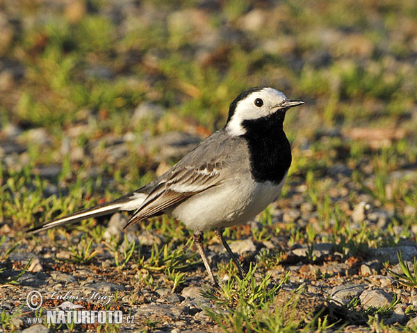 Linerle Fotografi, Bilder