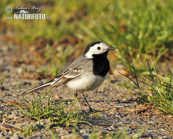 Linerle Fotografi, Bilder