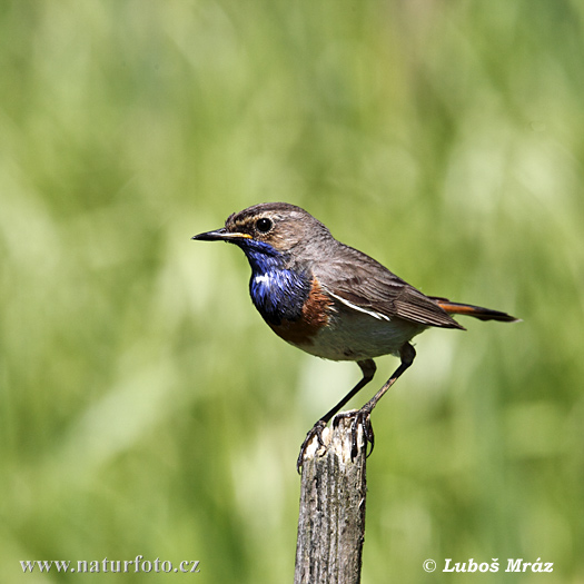 Luscinia svecica Pictures, Bluethroat Images, Nature Wildlife Photos ...