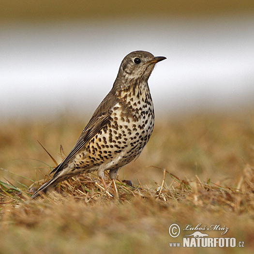 Mistle Thrush Photos, Mistle Thrush Images, Nature Wildlife Pictures ...