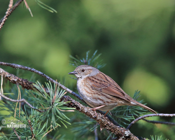 Passera scopaiola Foto, immagini
