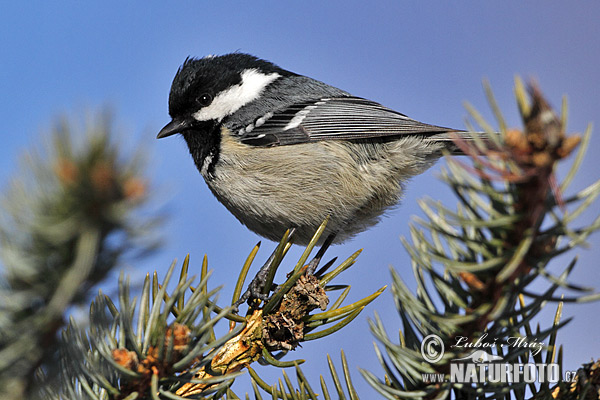 Periparus ater Pictures, Coal Tit Images, Nature Wildlife Photos ...