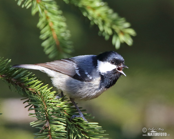 Periparus ater Pictures, Coal Tit Images, Nature Wildlife Photos ...