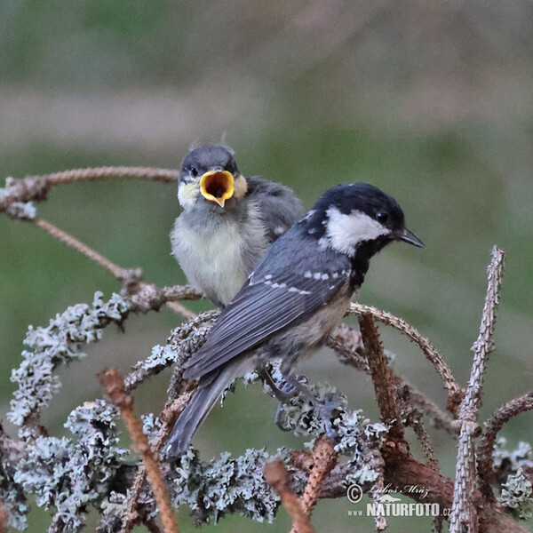 Periparus ater Pictures, Coal Tit Images, Nature Wildlife Photos ...