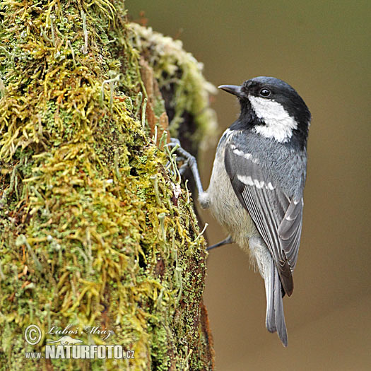 Periparus ater Pictures, Coal Tit Images, Nature Wildlife Photos ...