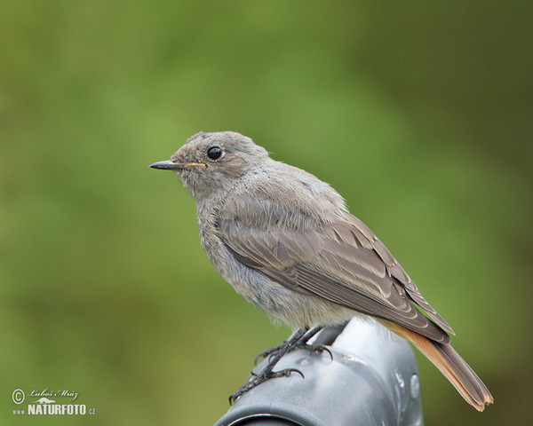 Phoenicurus ochruros Pictures, Black Redstart Images, Nature Wildlife ...