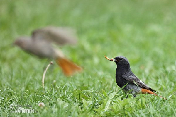 Phoenicurus ochruros Pictures, Black Redstart Images, Nature Wildlife ...