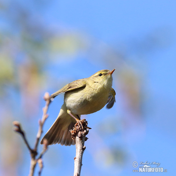 Phylloscopus trochilus Pictures, Willow Warbler Images, Nature Wildlife ...