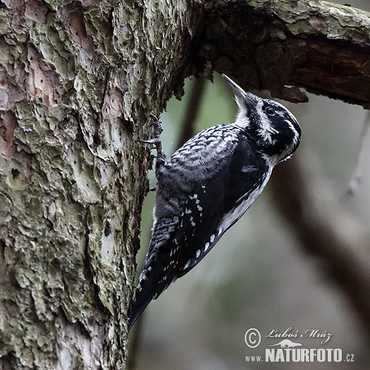 Picoides tridactylus Pictures, Three-toed Woodpecker Images, Nature ...