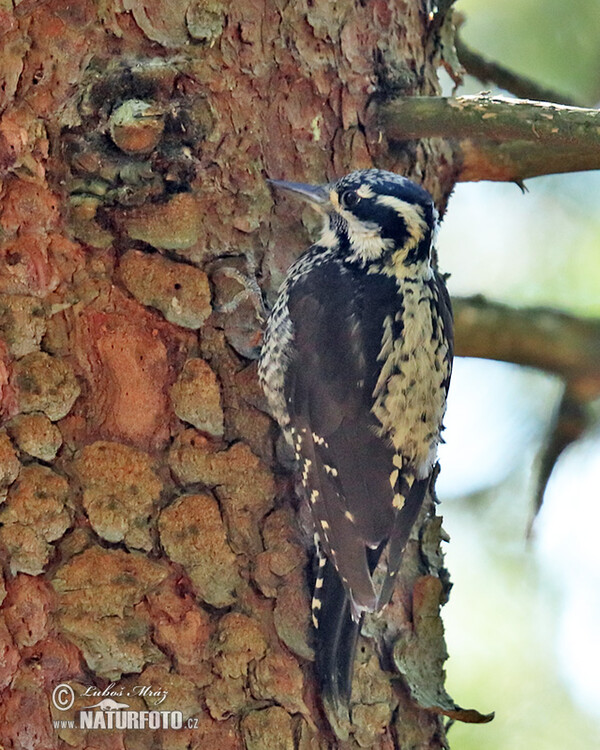 Picoides tridactylus Pictures, Three-toed Woodpecker Images, Nature ...
