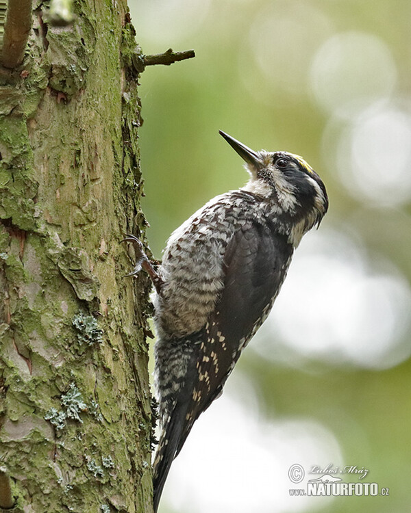 Picoides tridactylus Pictures, Three-toed Woodpecker Images, Nature ...