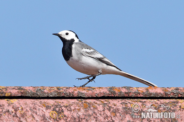 Pliszka siwa Zdjęcia, Obrazki