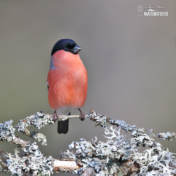 Pyrrhula pyrrhula Pictures, Bullfinch Images, Nature Wildlife Photos ...