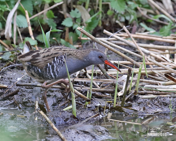 Rallus aquaticus Pictures, Water Rail Images, Nature Wildlife Photos ...