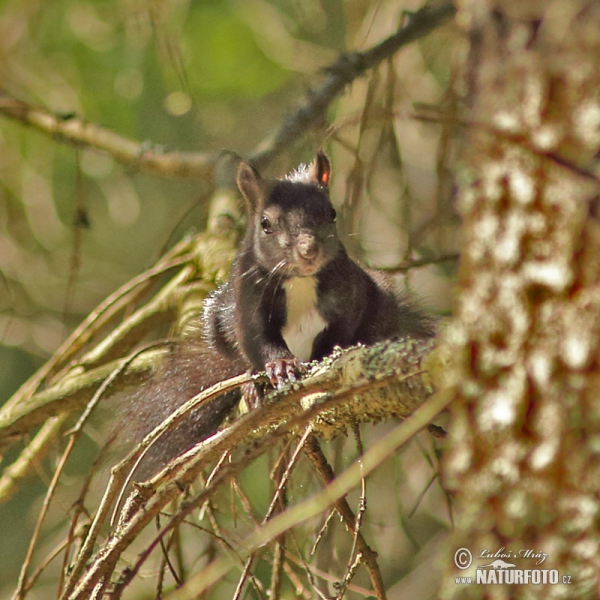 Sciurus vulgaris Pictures, Red Squirrel Images, Nature Wildlife Photos ...
